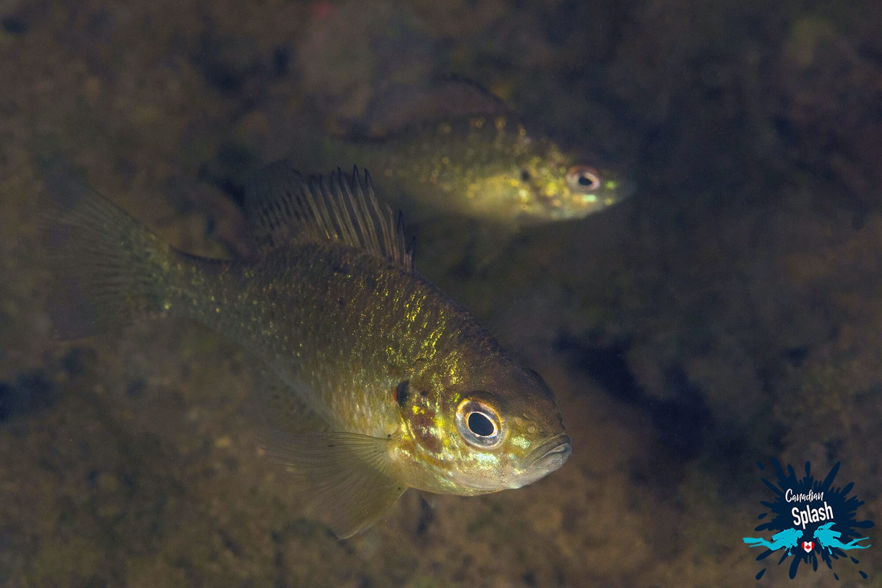 Canadian Splash: Dive into Ontario Parks, the water’s lovely! | Dive ...