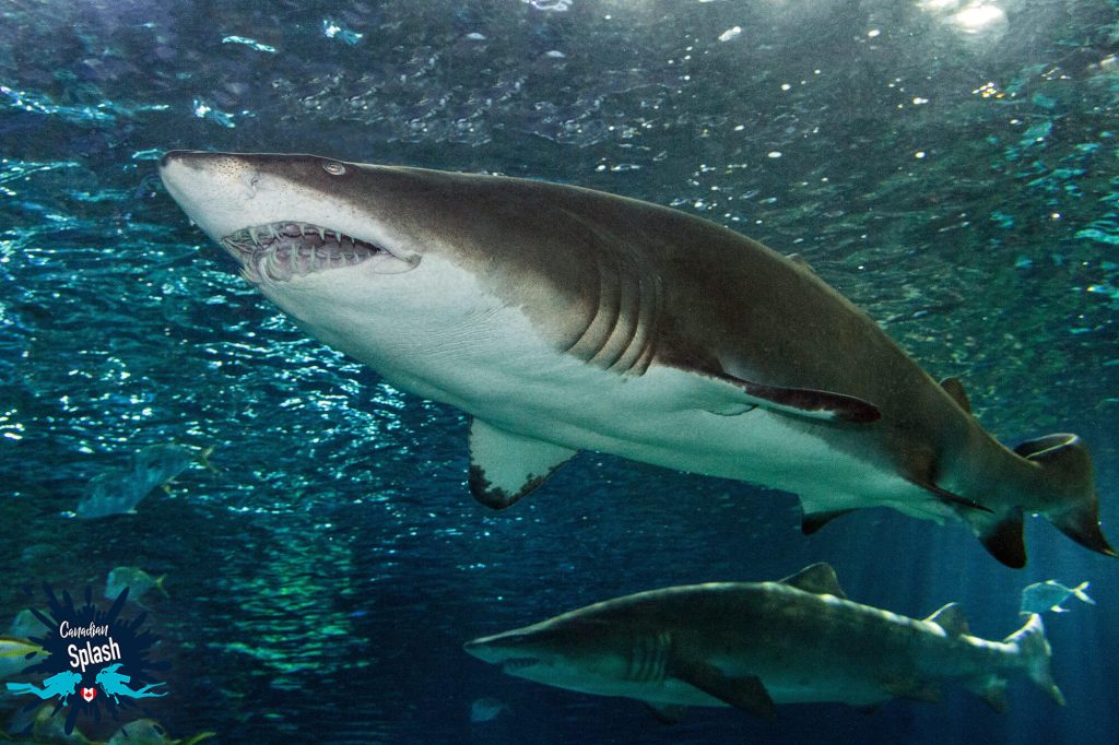 Canadian Splash: A Tank Full of Sharks | Dive Buddies 4 Life