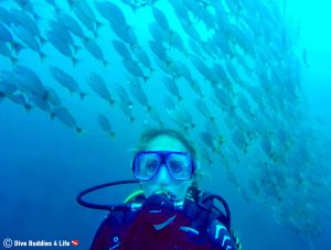 Diving Bat Islands Costa Rica | Dive Buddies 4 Life