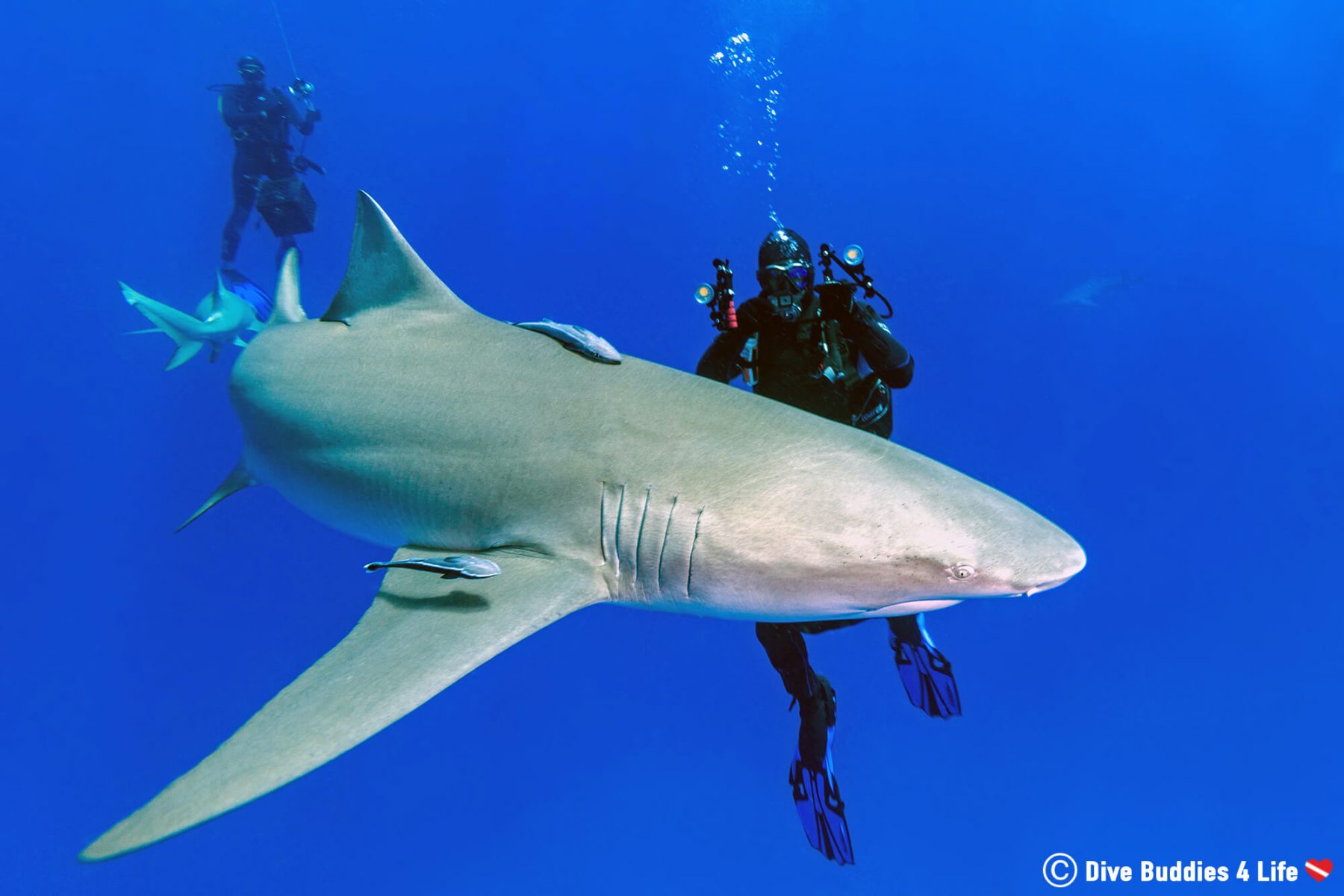 Jupiter’s Shark Infested Waters | Dive Buddies 4 Life