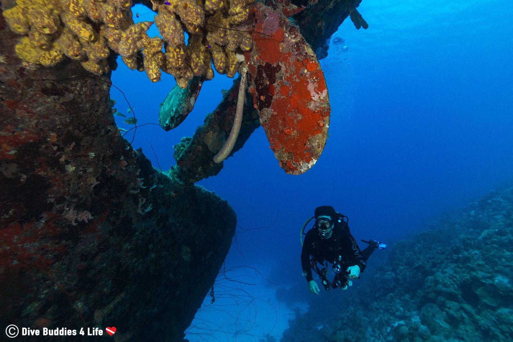 How to Plan the Perfect Dive Trip | Dive Buddies 4 Life