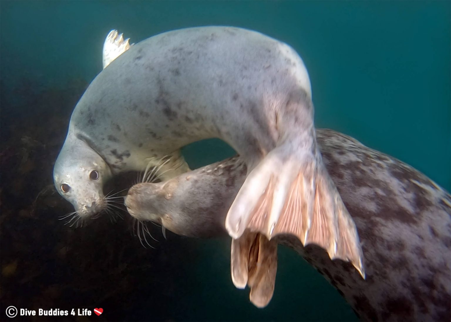 England: The Farne Islands Unleashed | Dive Buddies 4 Life