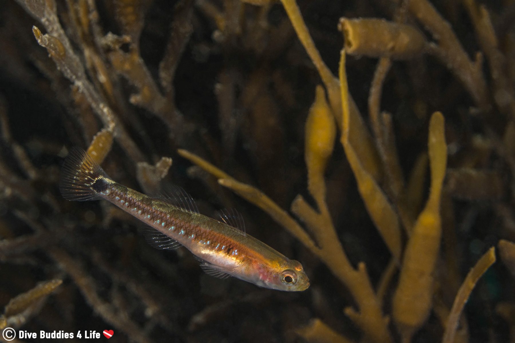 England: Diving into England's Jurassic Coast | Dive Buddies 4 Life