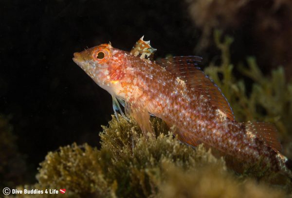 The Watery World of Costa del Sol | Dive Buddies 4 Life