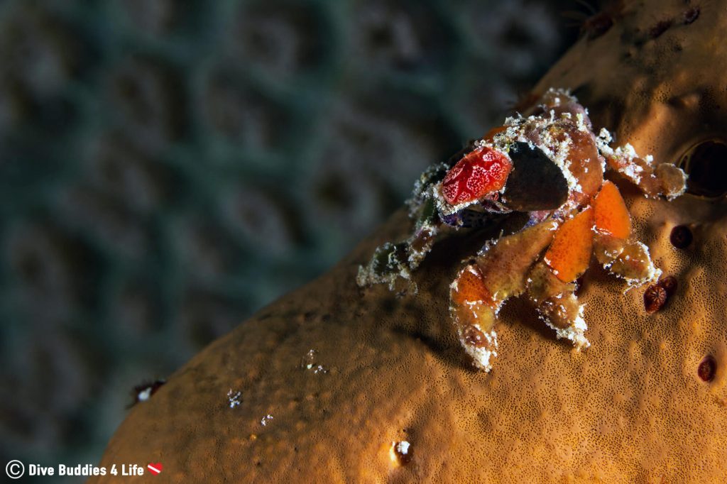 A Beginner’s Guide to Underwater Macro Photography | Dive Buddies 4 Life