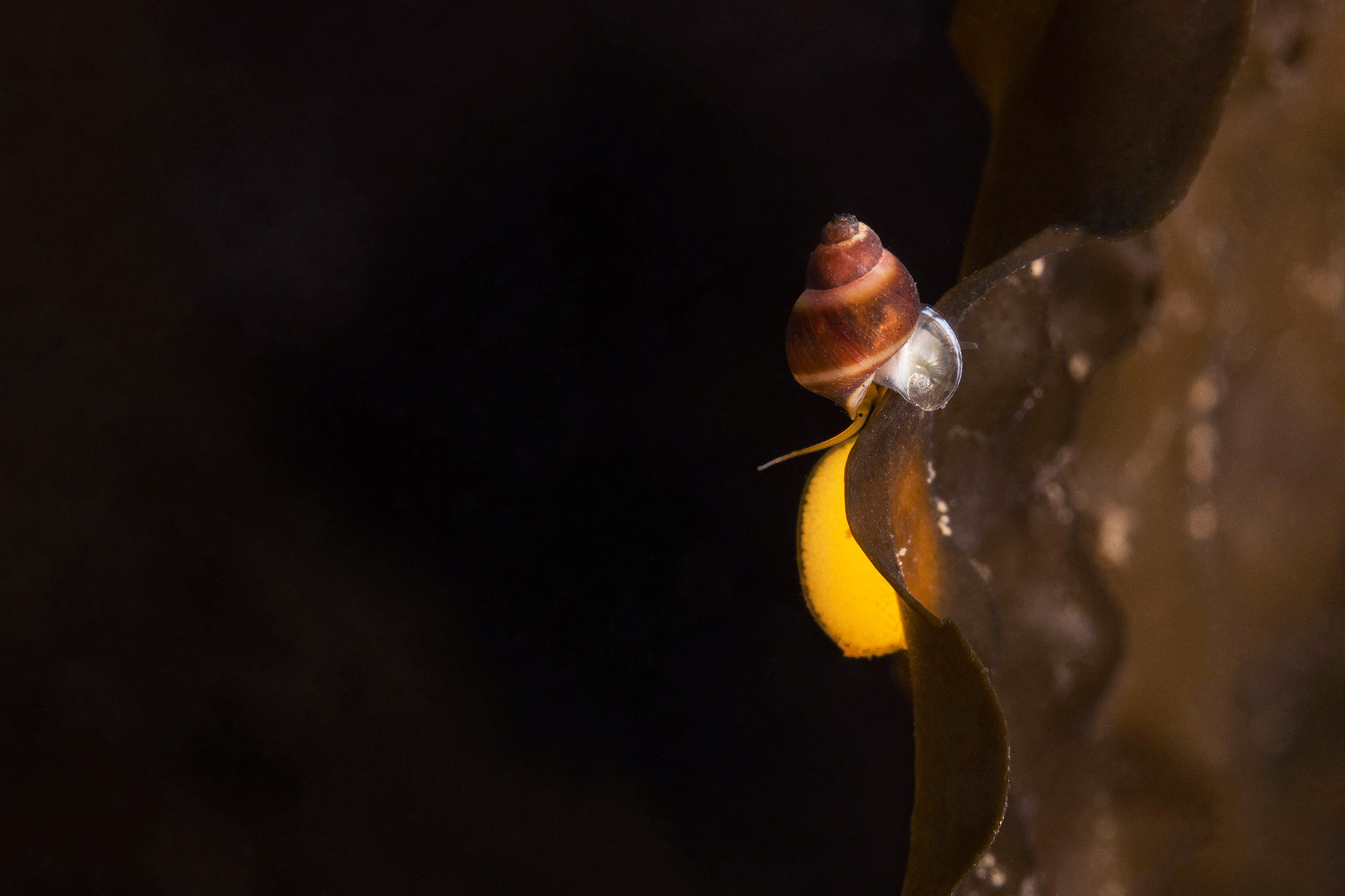 Canadian Splash: Diving Grand Manan's Kelp Beds | Dive Buddies 4 Life