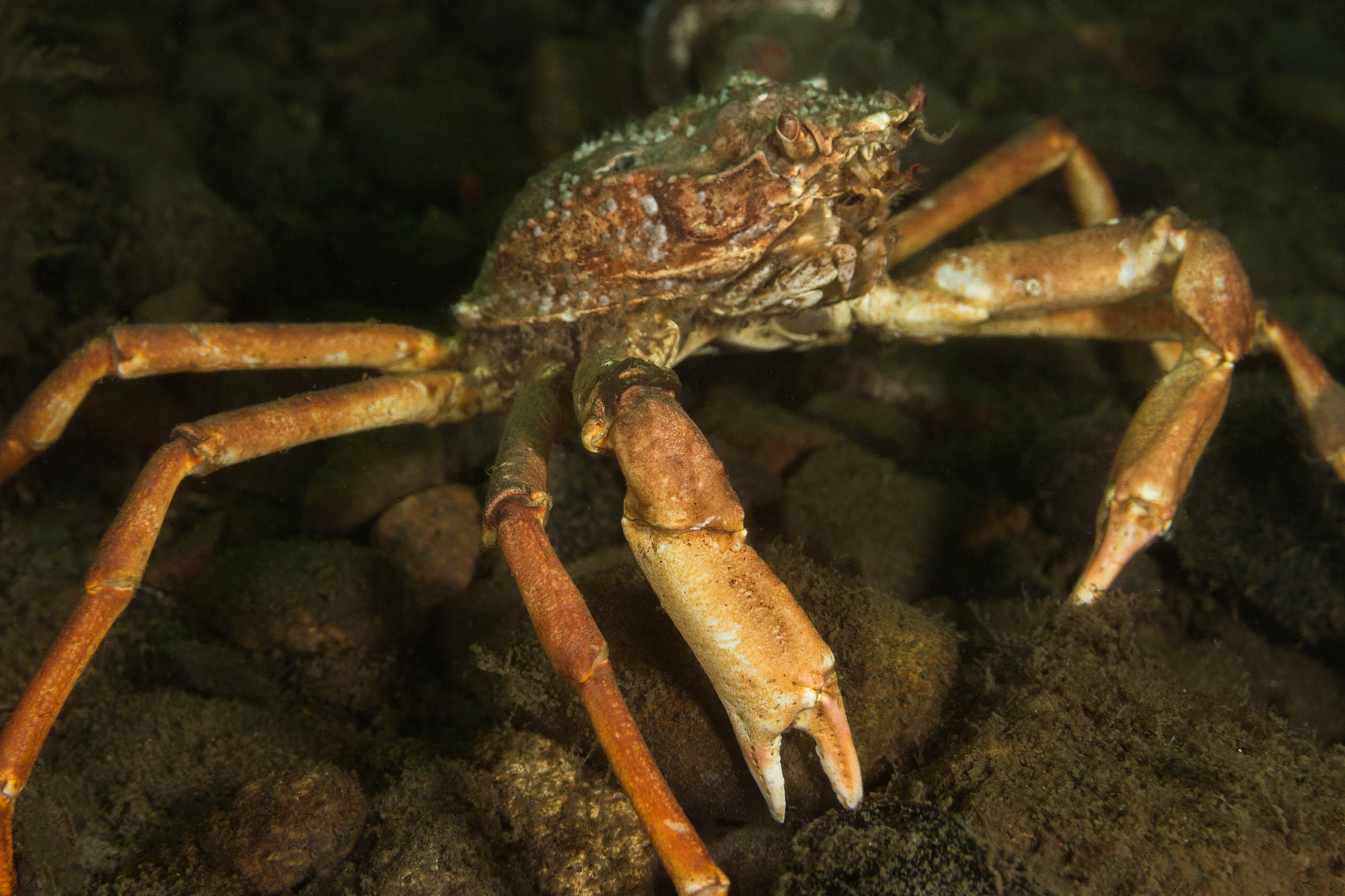 Canadian Splash: Terrence Bay Diving Diaries | Dive Buddies 4 Life