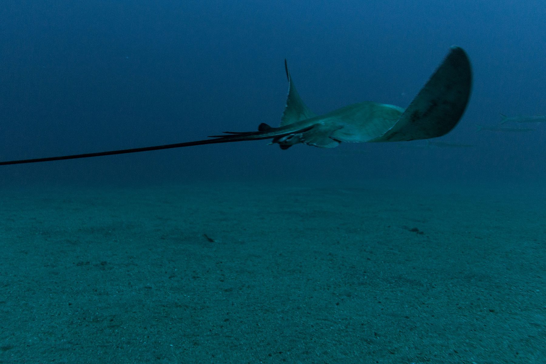 The Azores Islands from Underwater | Dive Buddies 4 Life