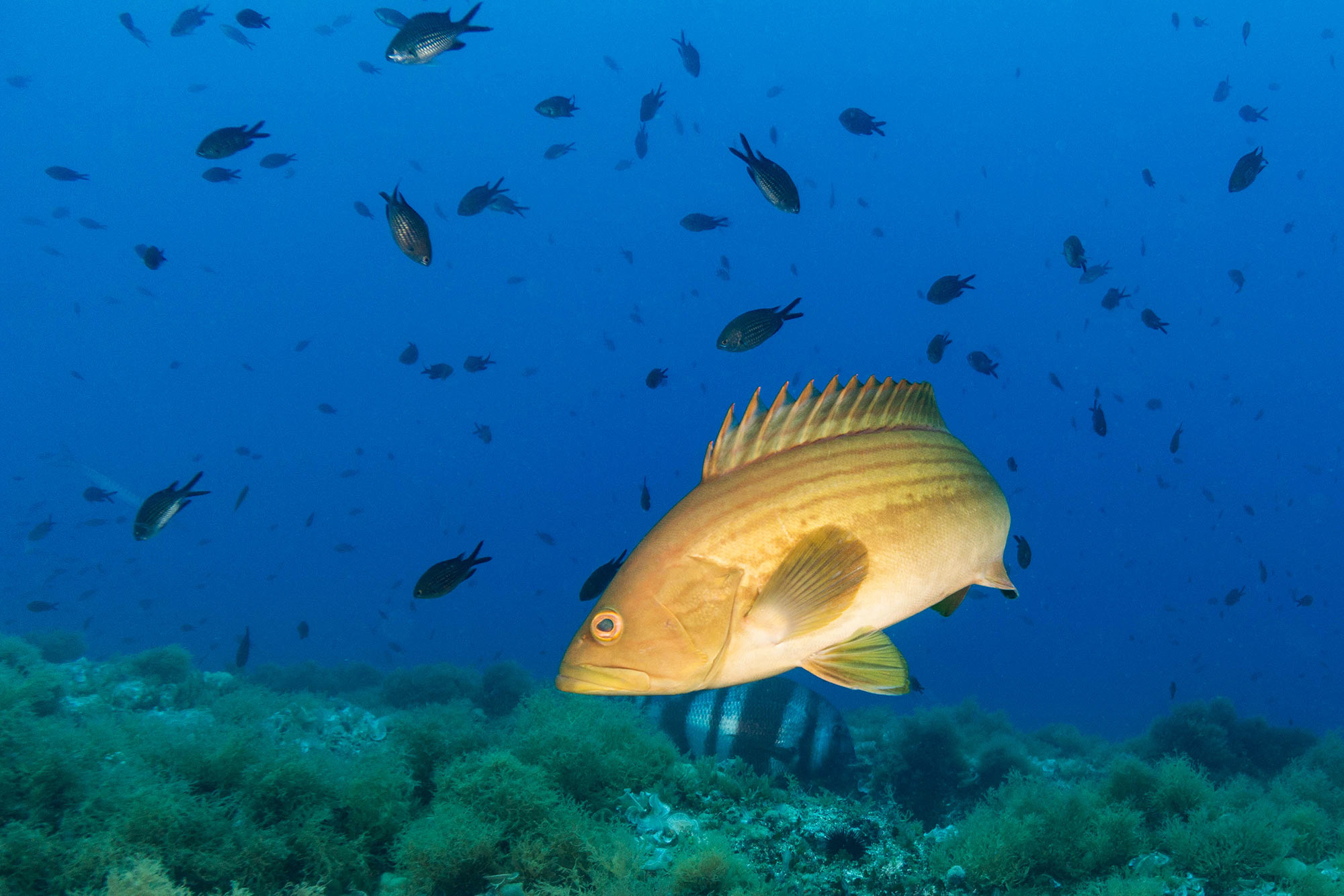 France: All Aboard Les Issambres Diving Express | Dive Buddies 4 Life