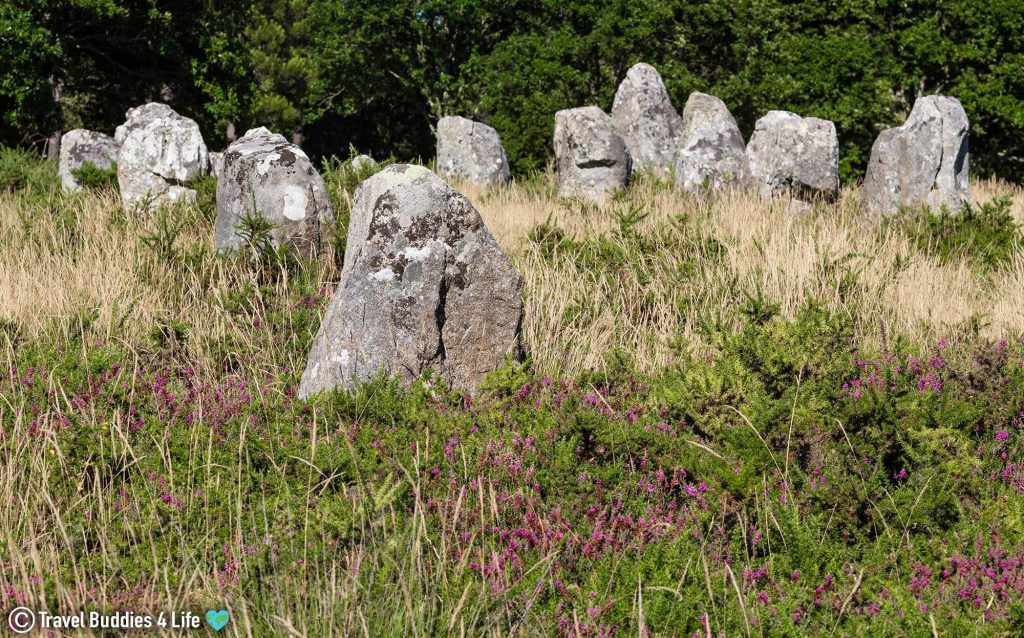 The Underwater Gardens of Carnac | Dive Buddies 4 Life