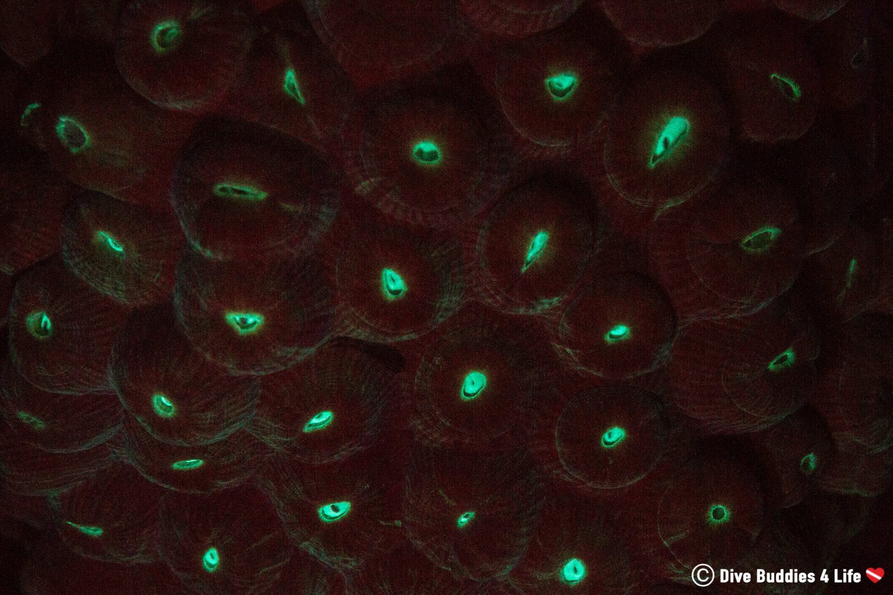 A Psychedelic Overview of Fluorescent Diving | Dive Buddies 4 Life