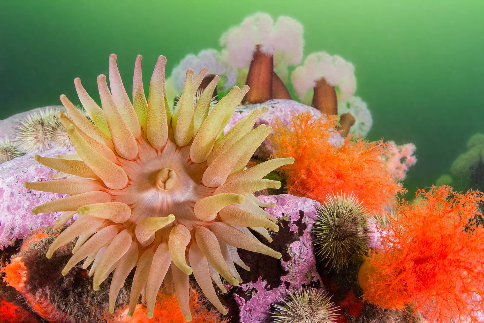 Canadian Splash: The Foggy Marine Wonderland of Les Escoumins | Dive ...