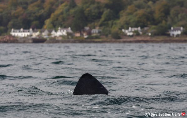 Scotland: Basking in Glory | Dive Buddies 4 Life