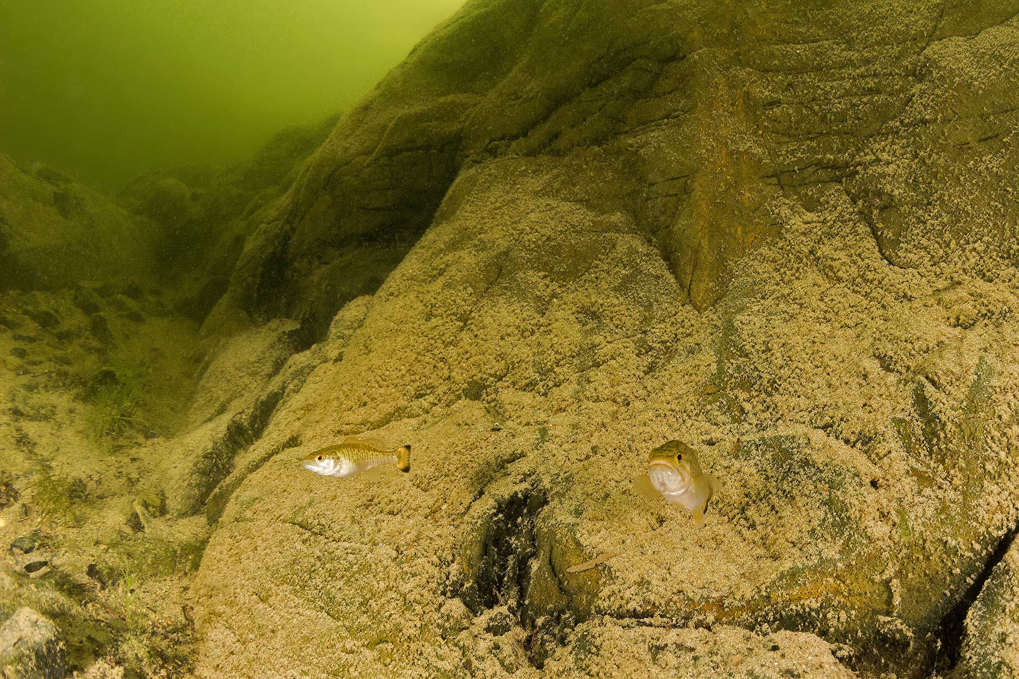 Canadian Splash: What Lies Beneath West Hawk Lake | Dive Buddies 4 Life