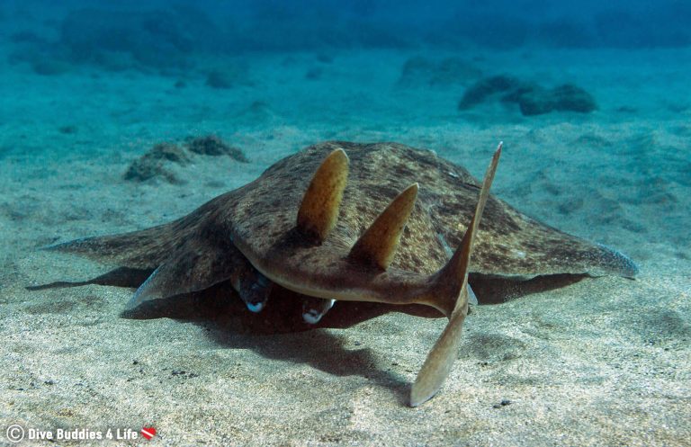 Scuba Escape in Lanzarote | Dive Buddies 4 Life