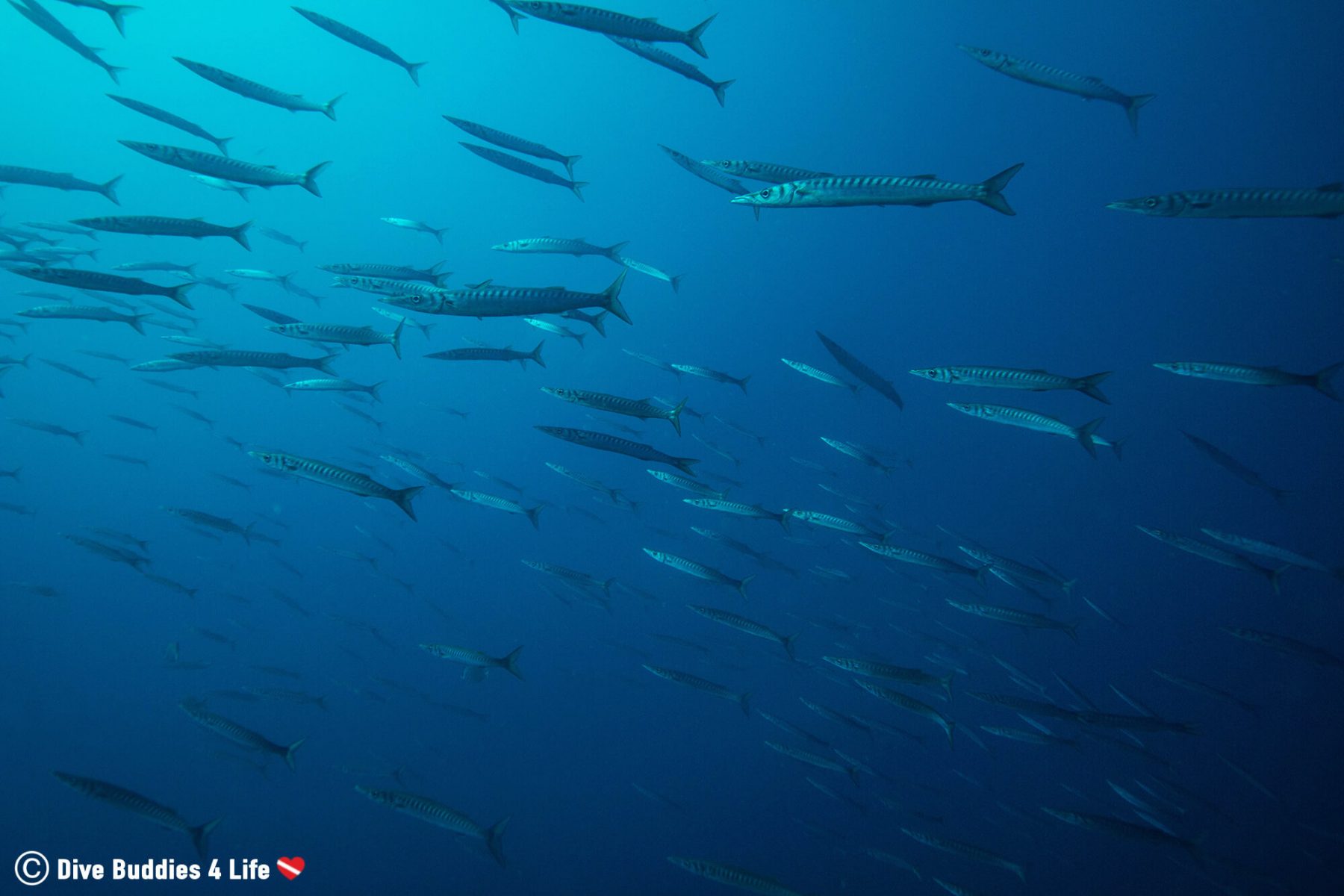 Scuba Diving Italy's Amalfi Coast | Dive Buddies 4 Life