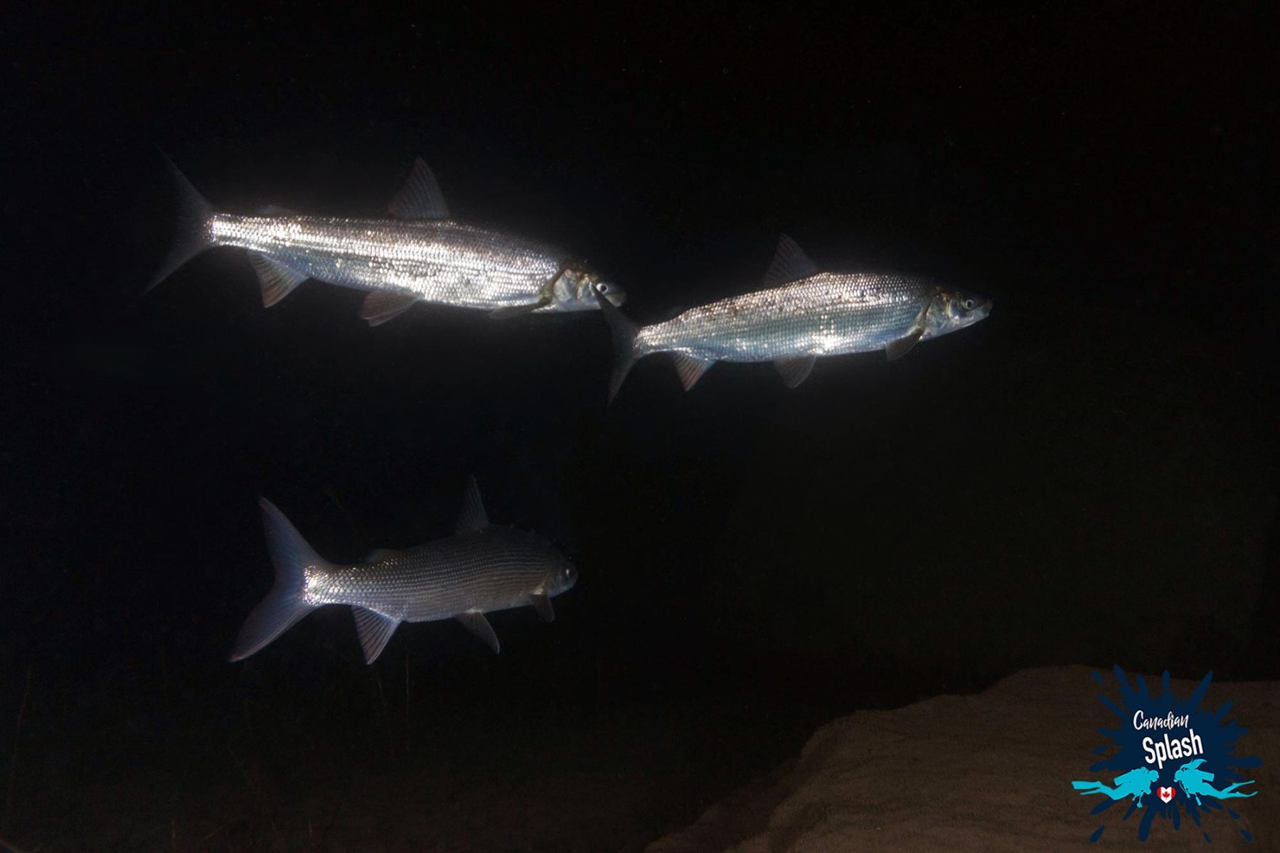 Canadian Splash: Diving with Superior's Whitefish | Dive Buddies 4 Life