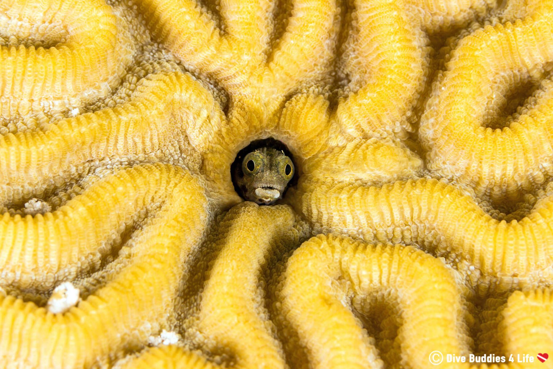 A Beginner’s Guide to Underwater Macro Photography | Dive Buddies 4 Life