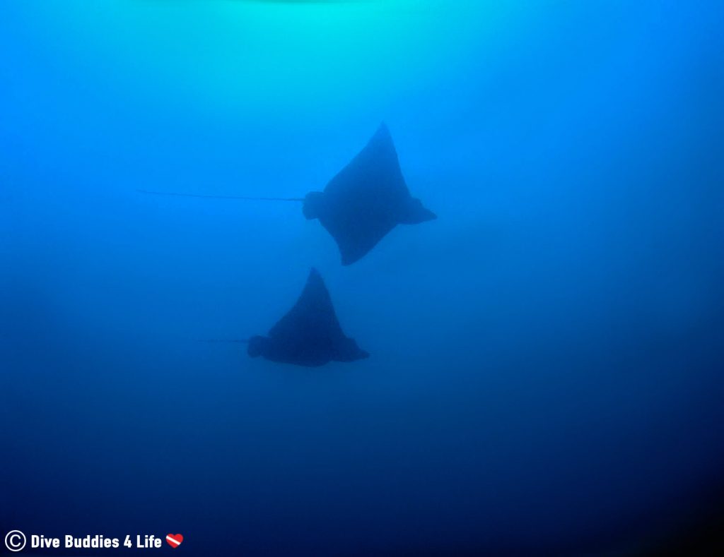 Diving Bat Islands Costa Rica | Dive Buddies 4 Life