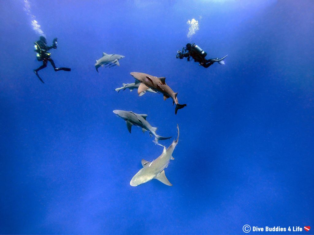 How to take Good Underwater GoPro Photos | Dive Buddies 4 Life