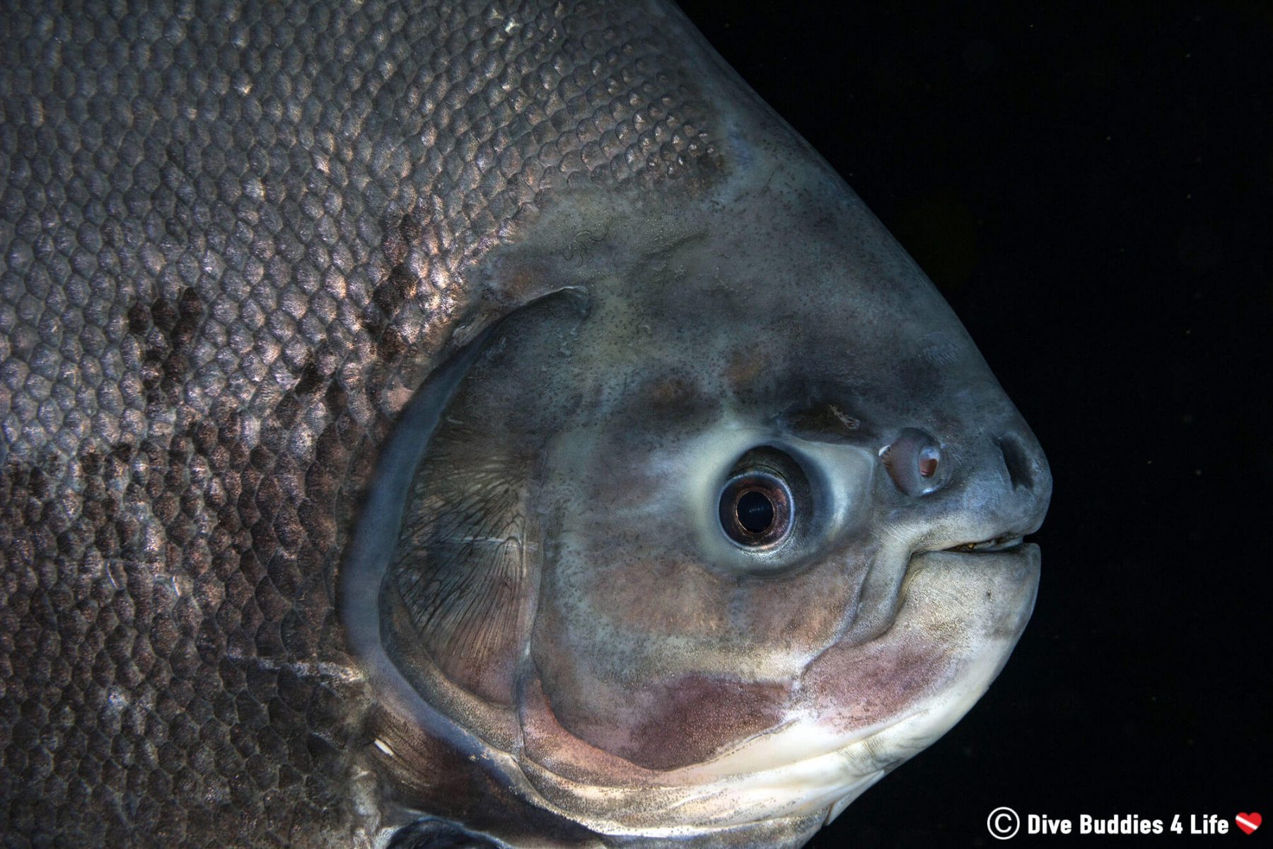 Diving the TODI Freshwater Aquarium | Dive Buddies 4 Life