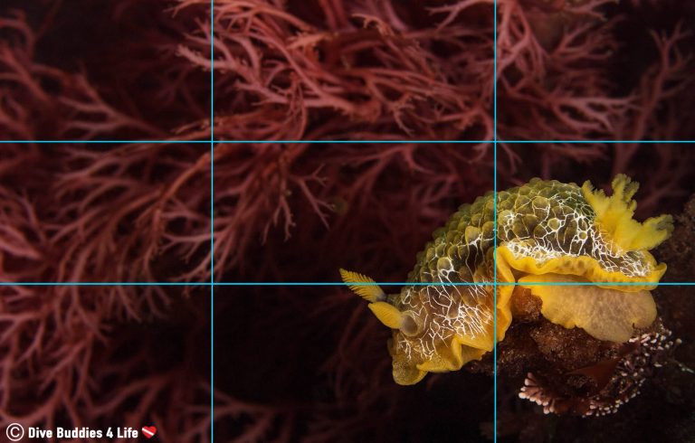 A Beginner’s Guide to Underwater Macro Photography | Dive Buddies 4 Life
